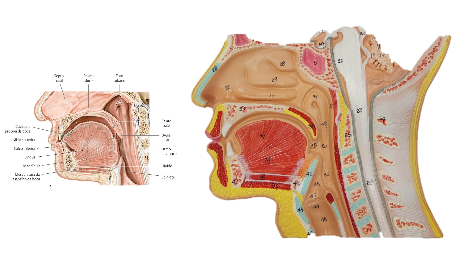 Roteiro de anatomia pratica Sistema Digestório - Anatomia Sistêmica