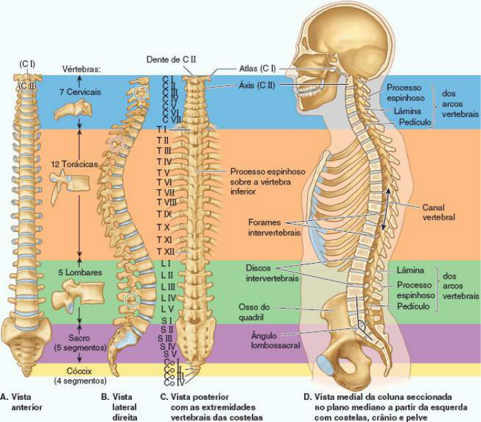 Vertebras - Anatomia I