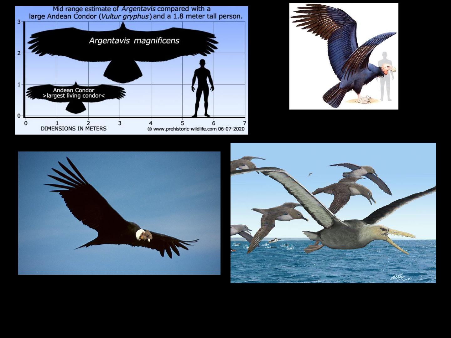 Esqueleto De Argentavis Magnificens