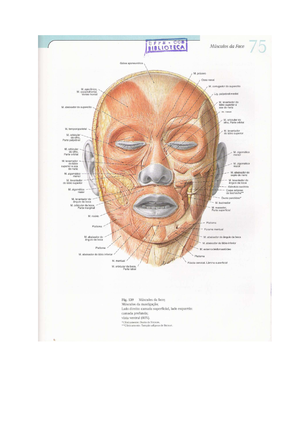Grátis: Músculos da Mímica/ Expressão Facial - Anatomia - Material ...
