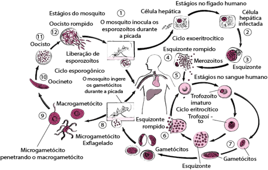 Um paciente pode apresentar malária recorrente - Fisiologia Humana II