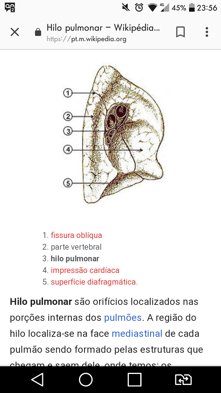 Hilo Anatomia Pulmonar Procedimientos Quirúrgicos: Neumonectomía