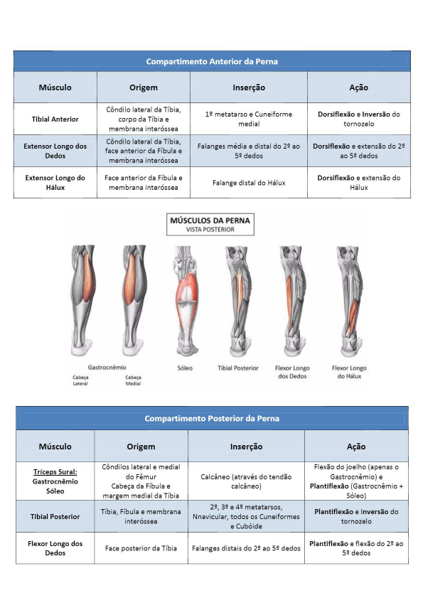 028 Anatomy book Açao dos Musculos da Perna e Panturrilha - Anatomia ...