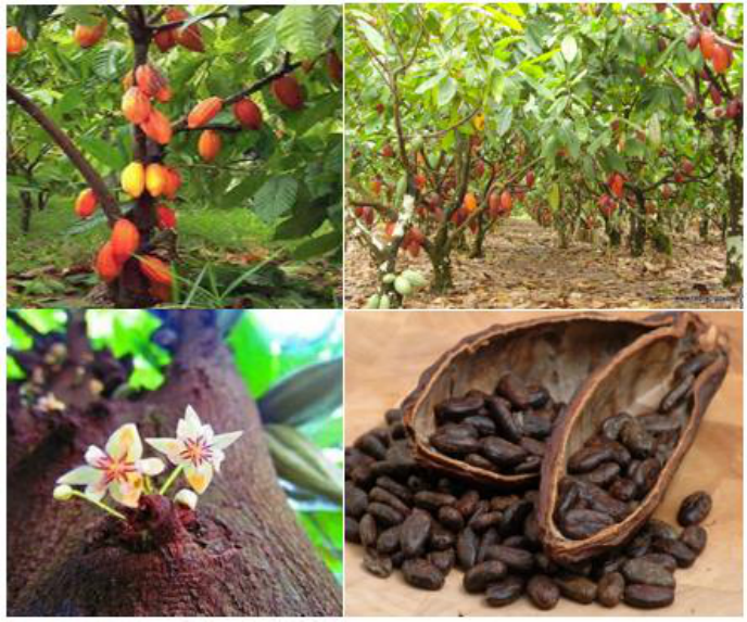 A cultura do Cacau - Fruticultura Tropical