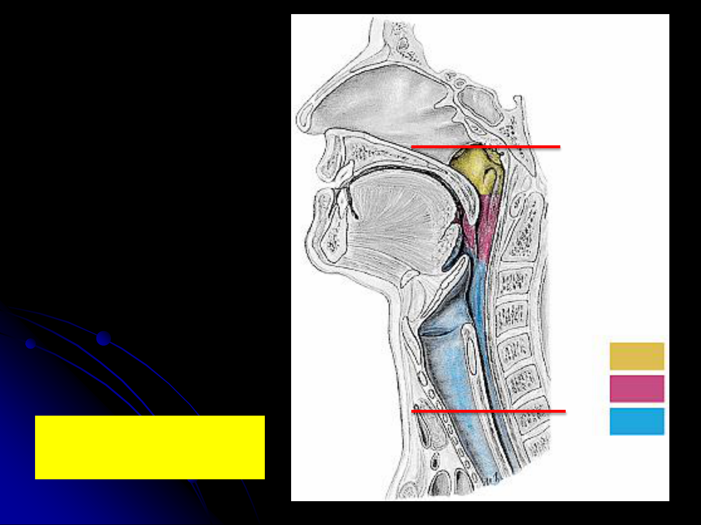 Rafe Medio De La Faringe