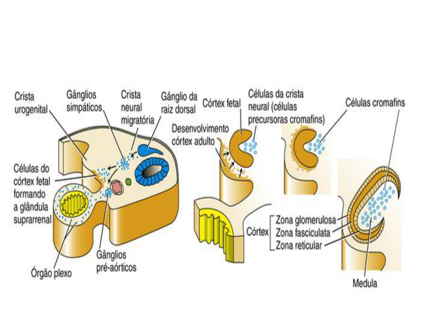 Diagrama Das Glandulas Supra Renais