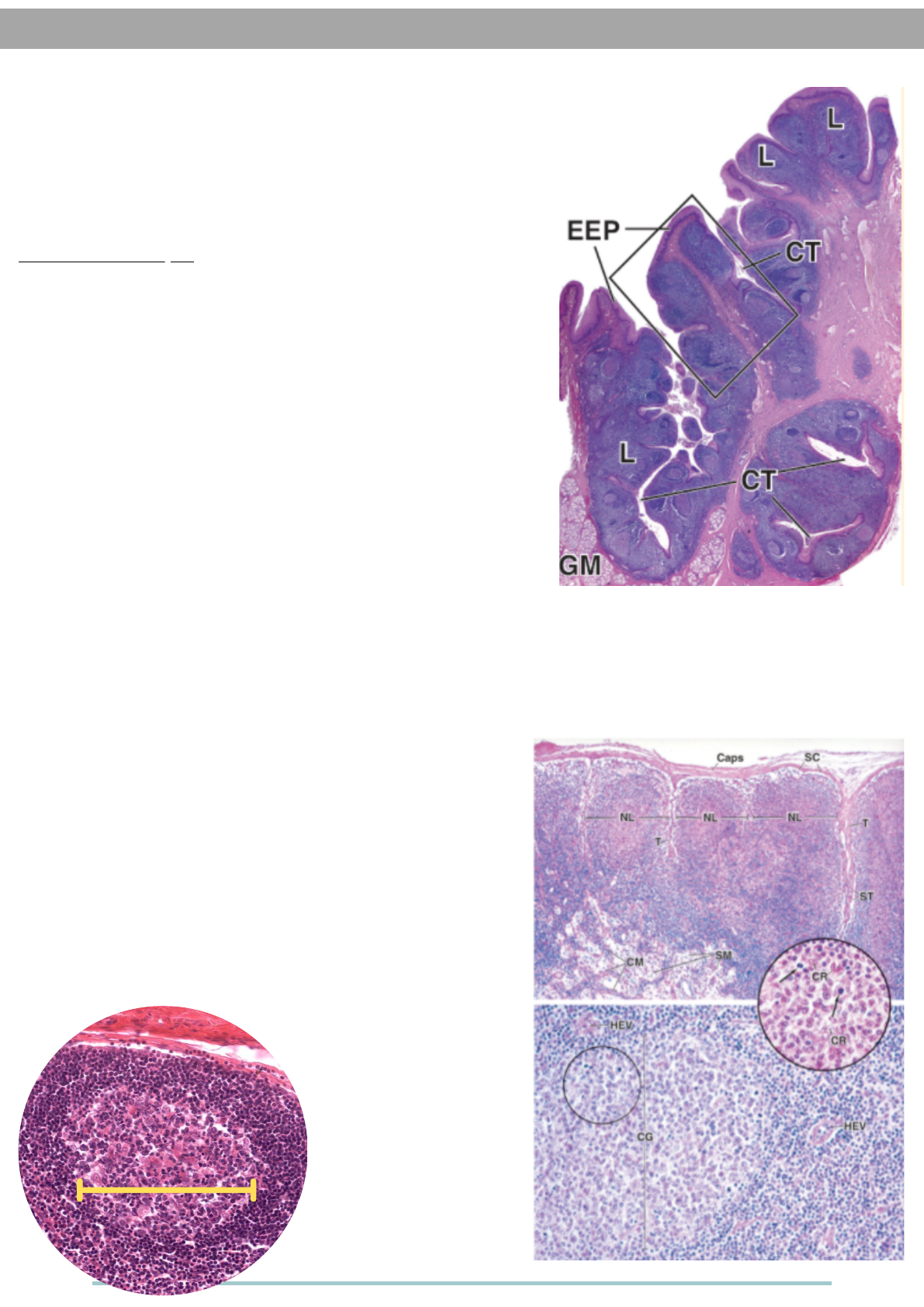 Histologia Das Tonsilas Linguais Histologia Do Sistema Digestório