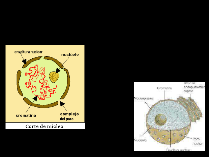 Nucleoplasma O Que é TESTES DE NÚCLEO CELULAR (II) | Blog Do Prof.