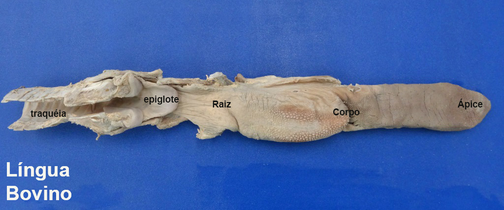 Lingua Bovino 1b Anatomia Veterinária I