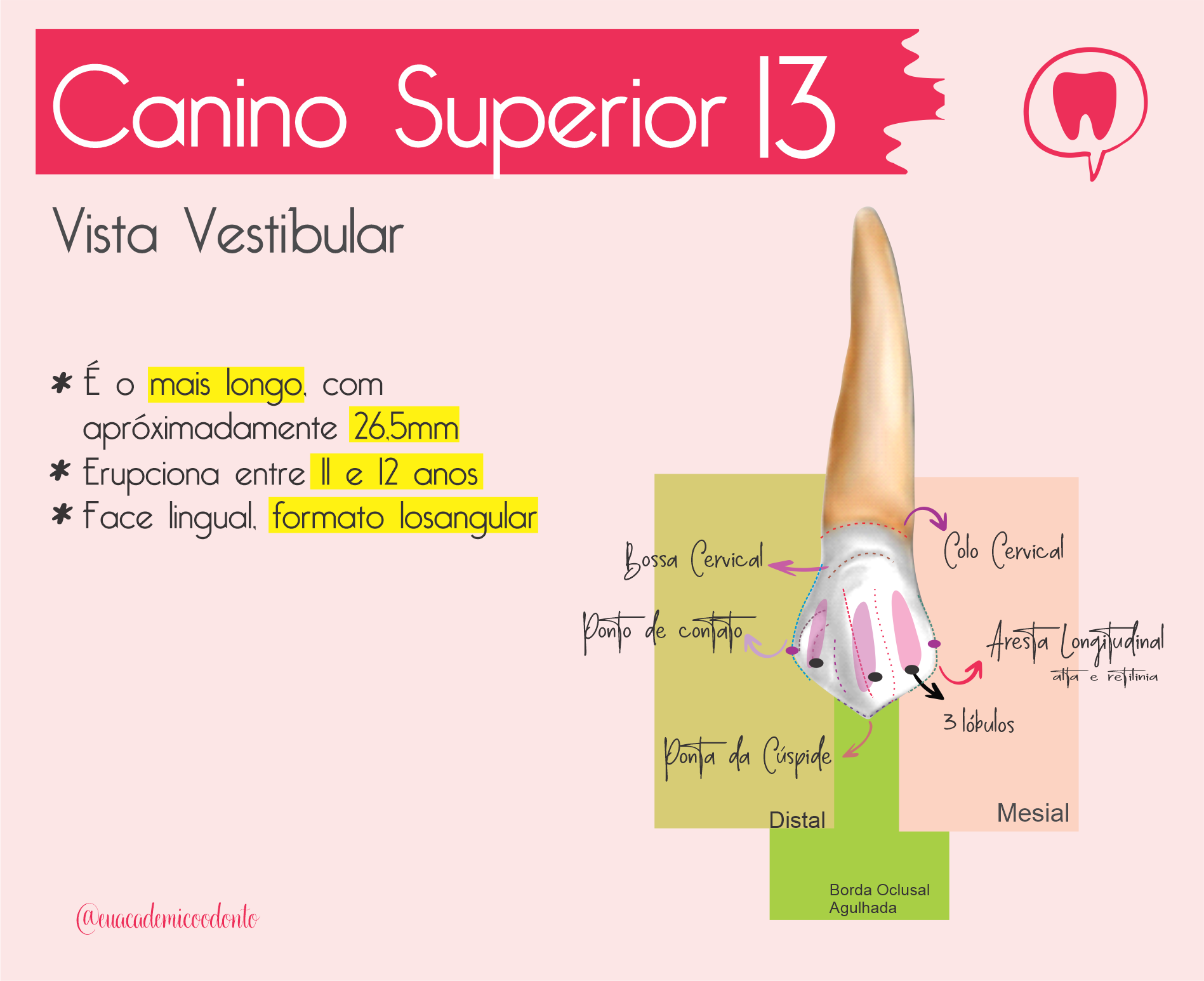 canino - Anatomofisiologia