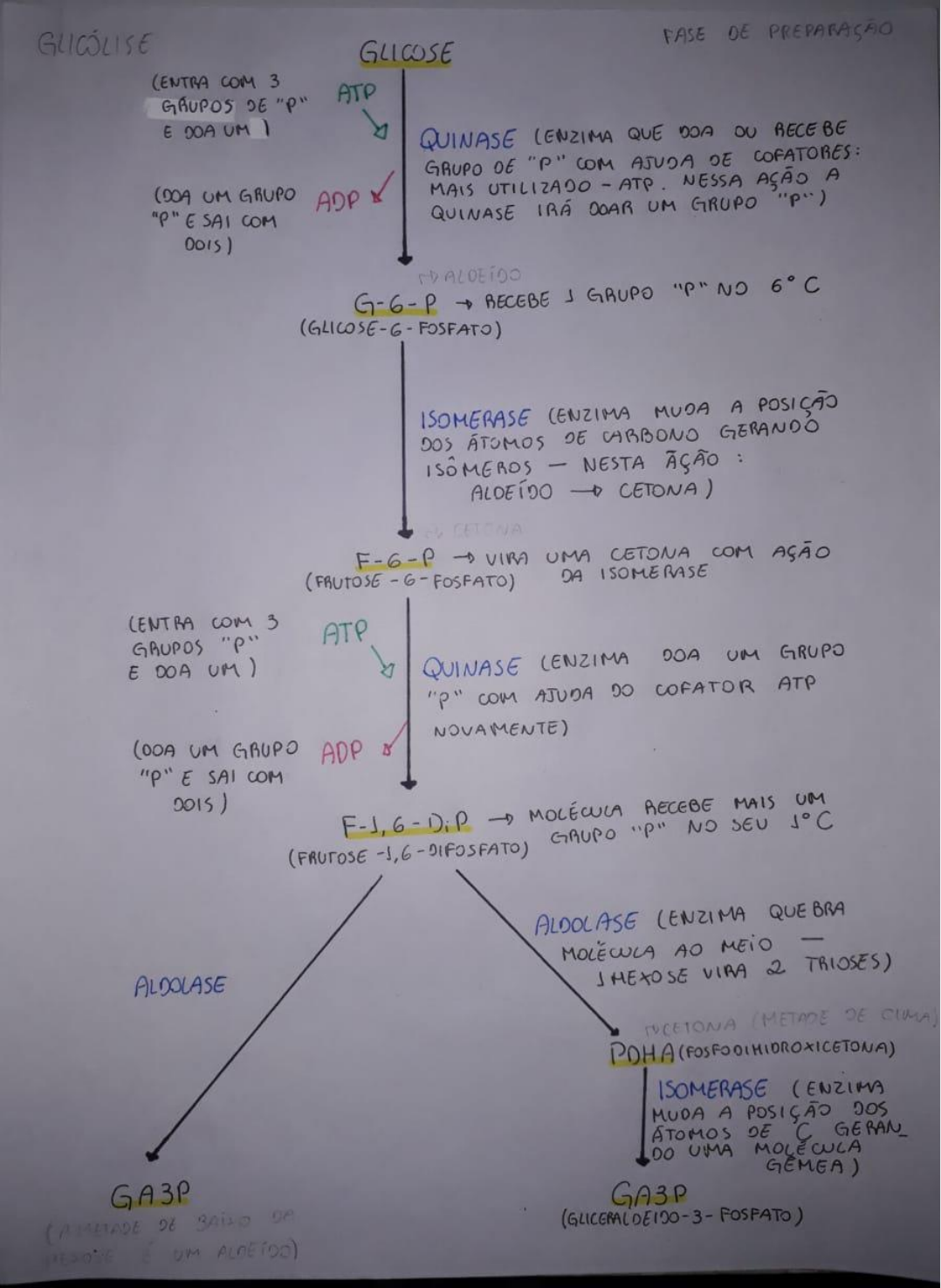 Diagrama De Glicolise Com Enzimas Apresentação Do PowerPoint
