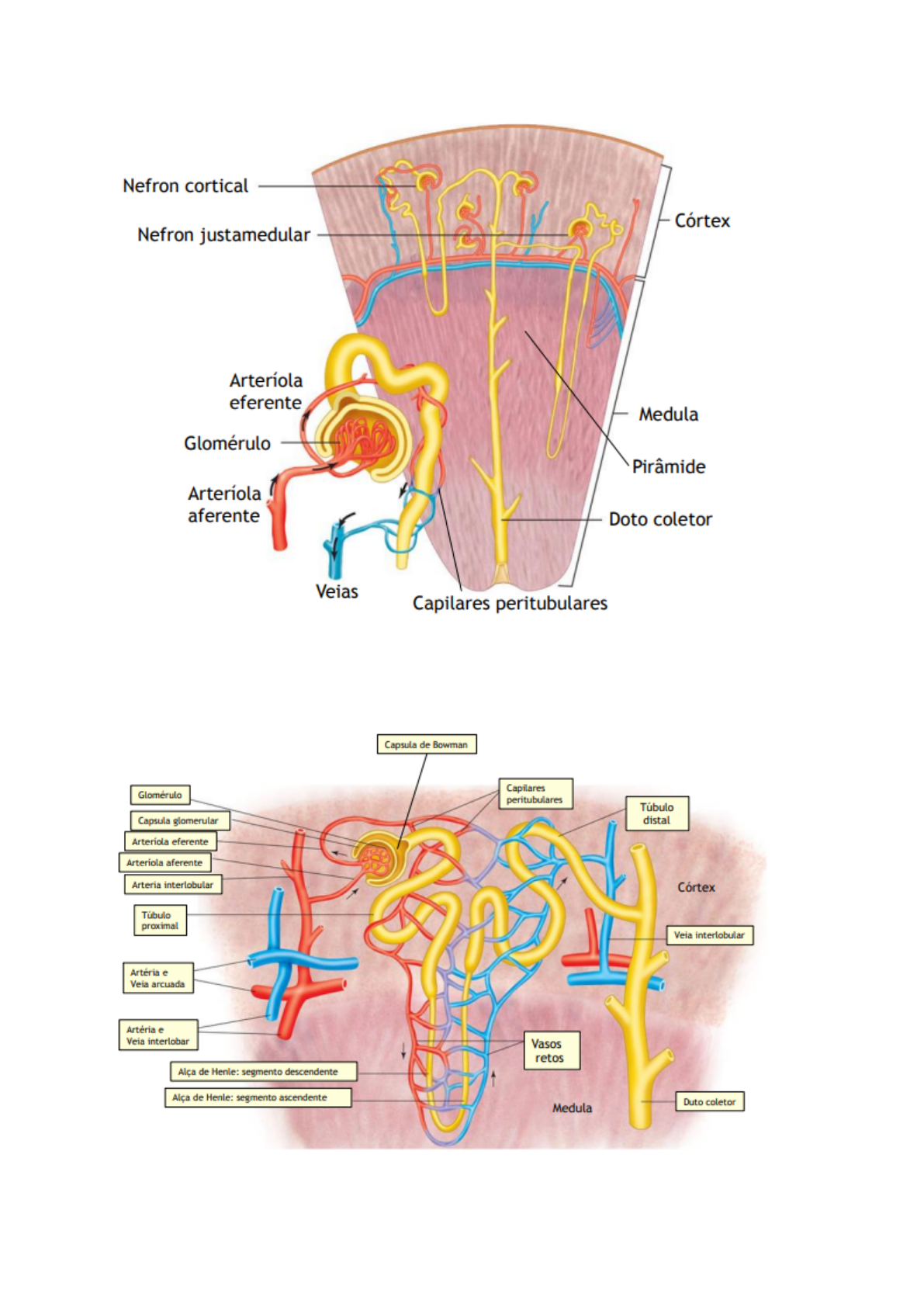 A Unidade Funcional Do Rim E O Néfron - FDPLEARN