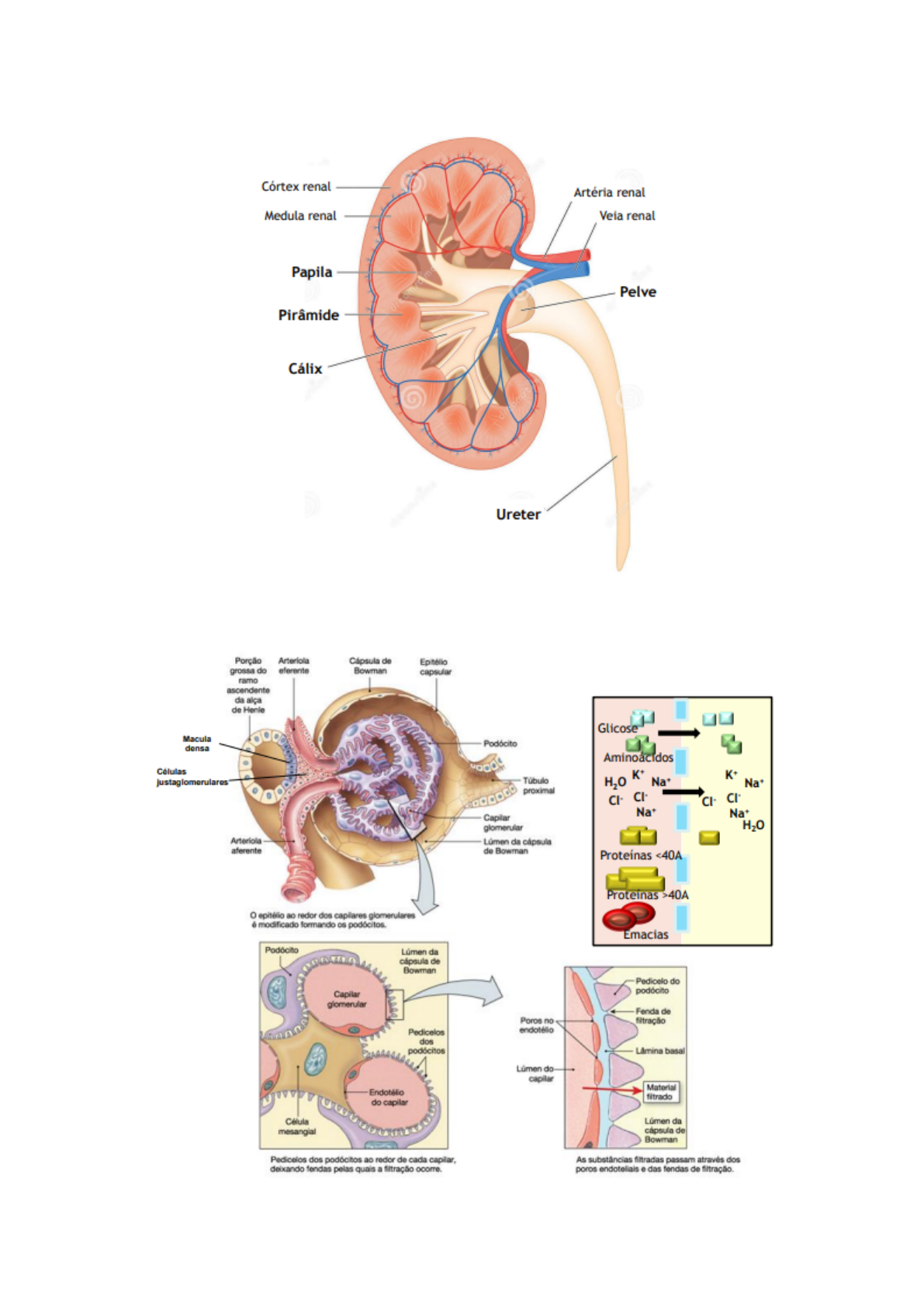 ANATOMIA RIM E NÉFRON - Anatomia I