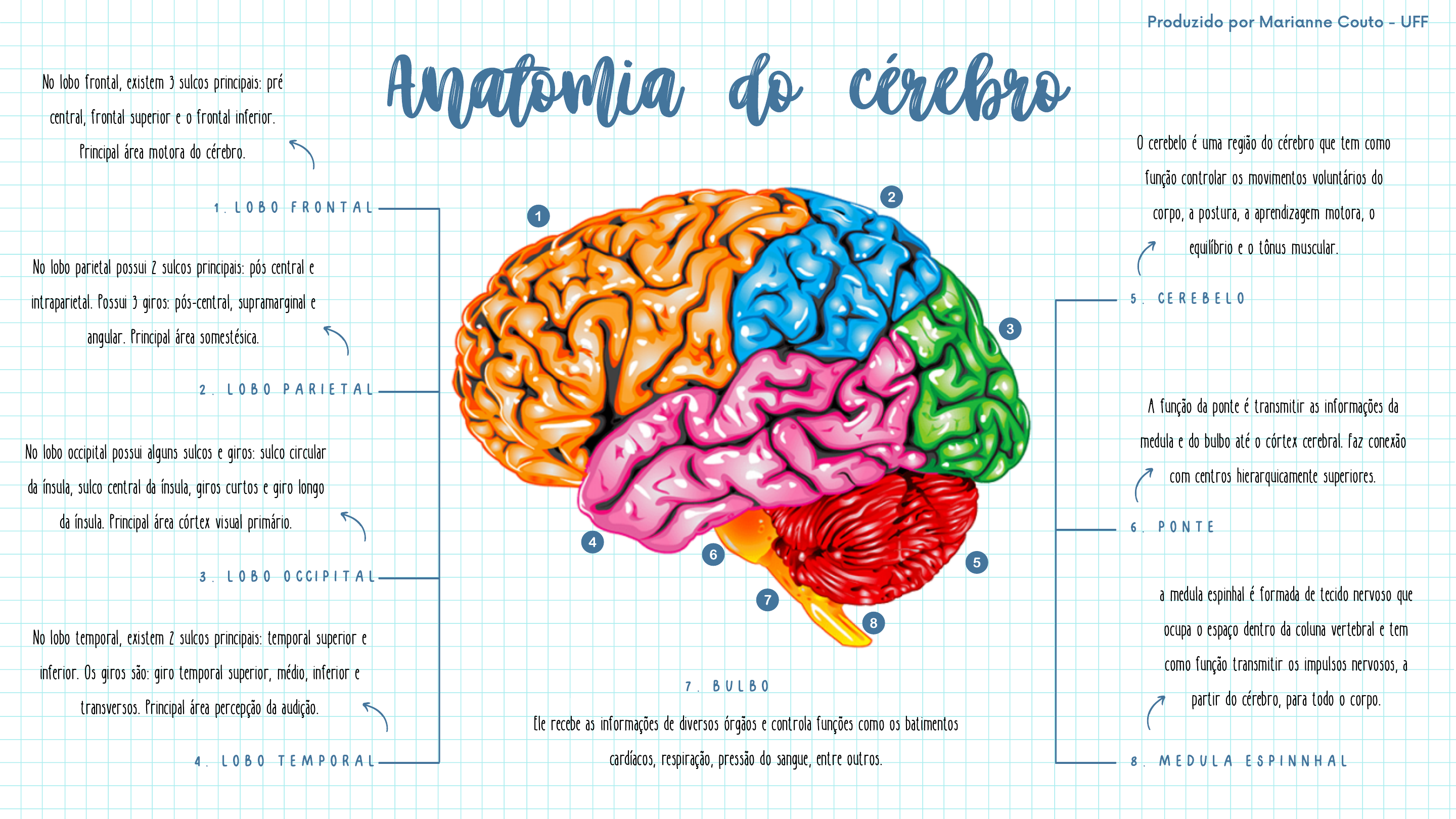 Anatomia Do Cerebro E Funcoes Sobre O C rebro CogniFit