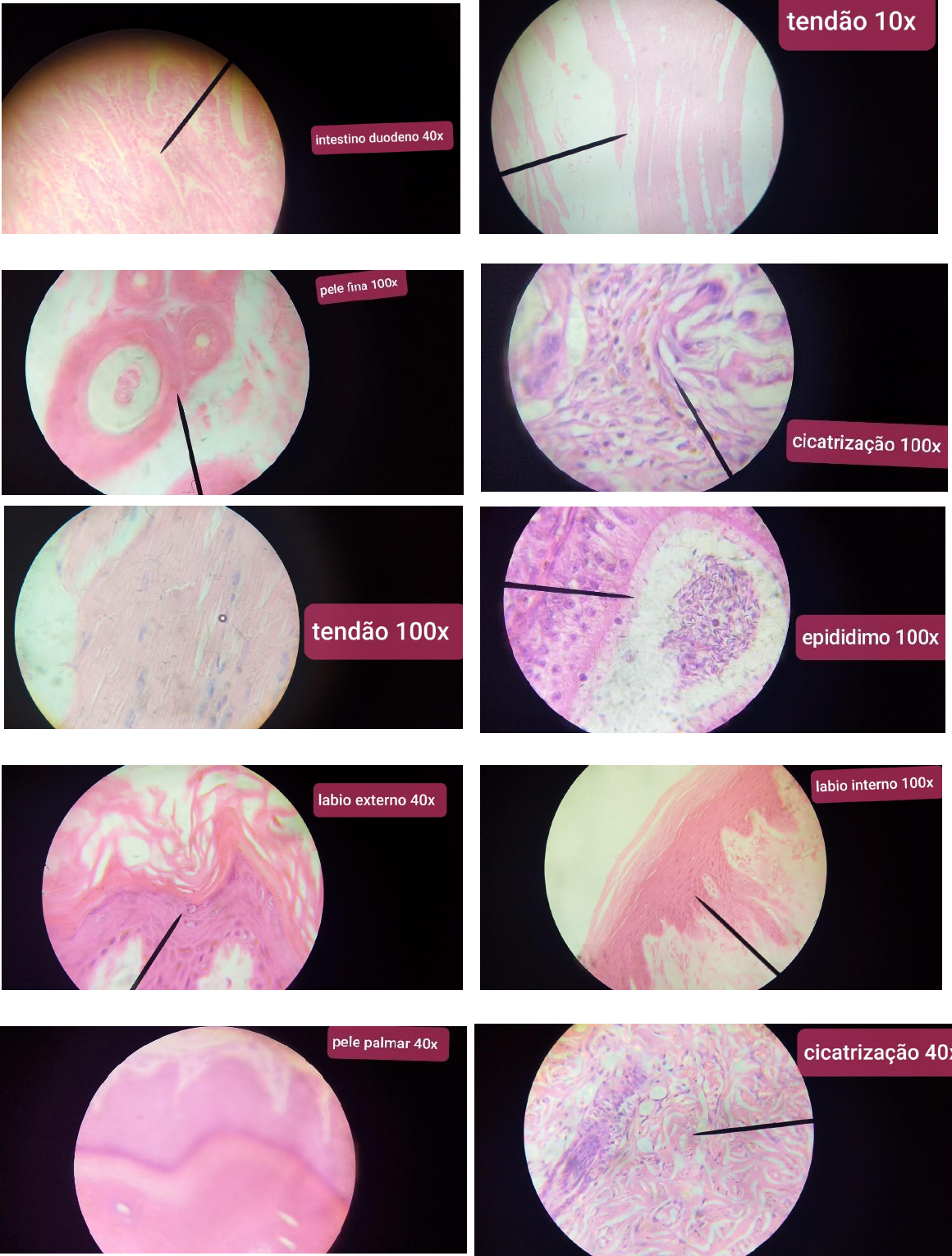 adesivos histologia 2 - Histologia I