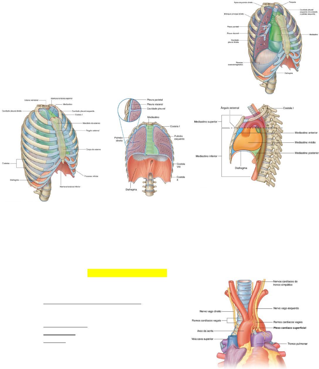 Anatomia Do Mediastino Anterior