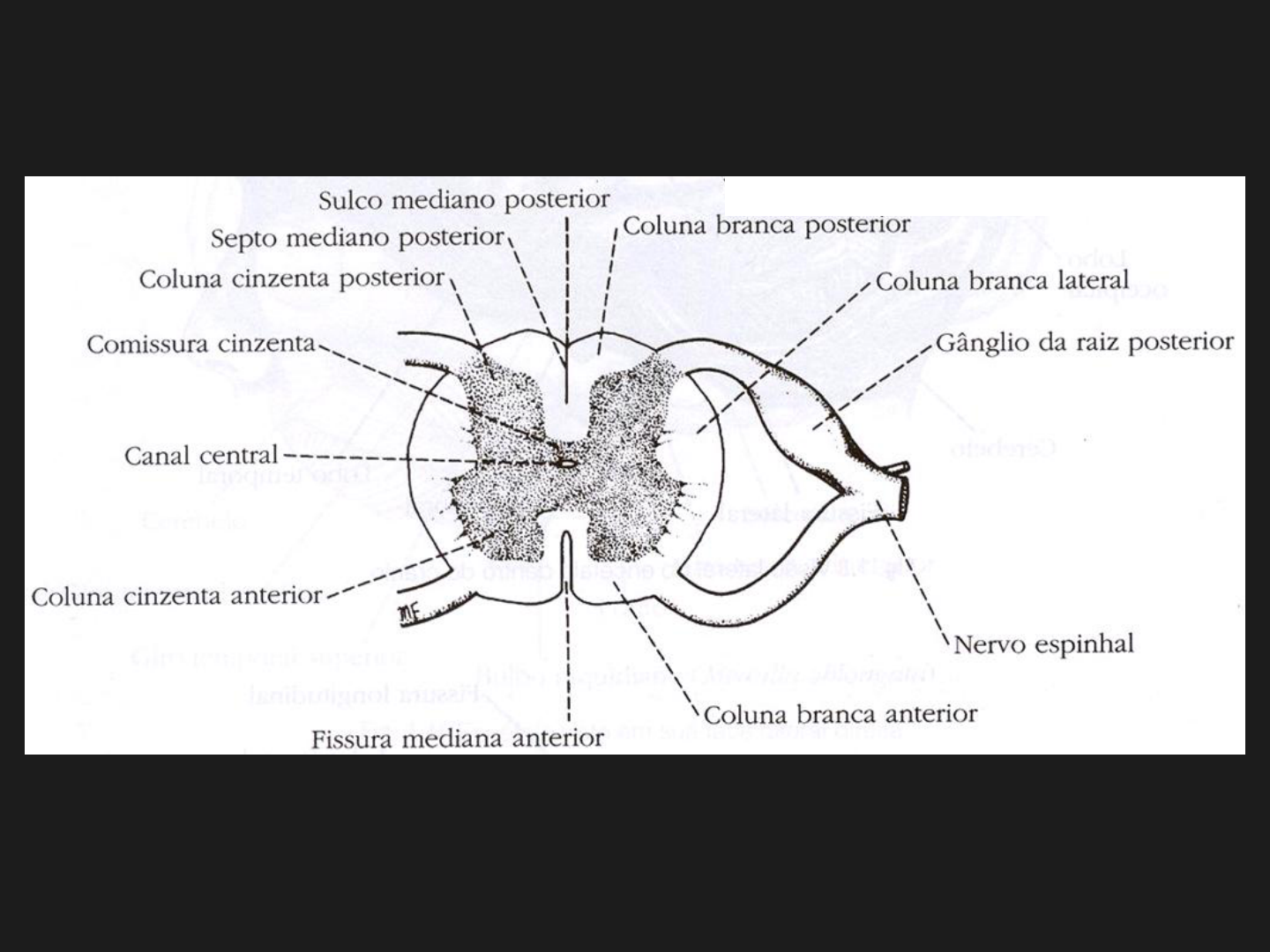 Corte Transversal Da Medula Espinhal