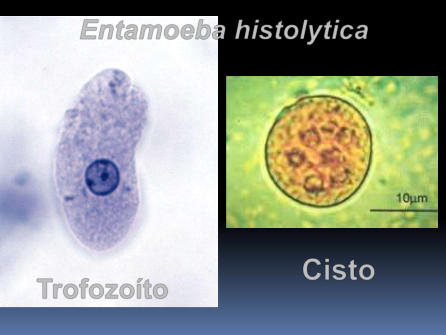 Ciclo De Vida Da Entamoeba Histolytica Resumo De Entamoeba