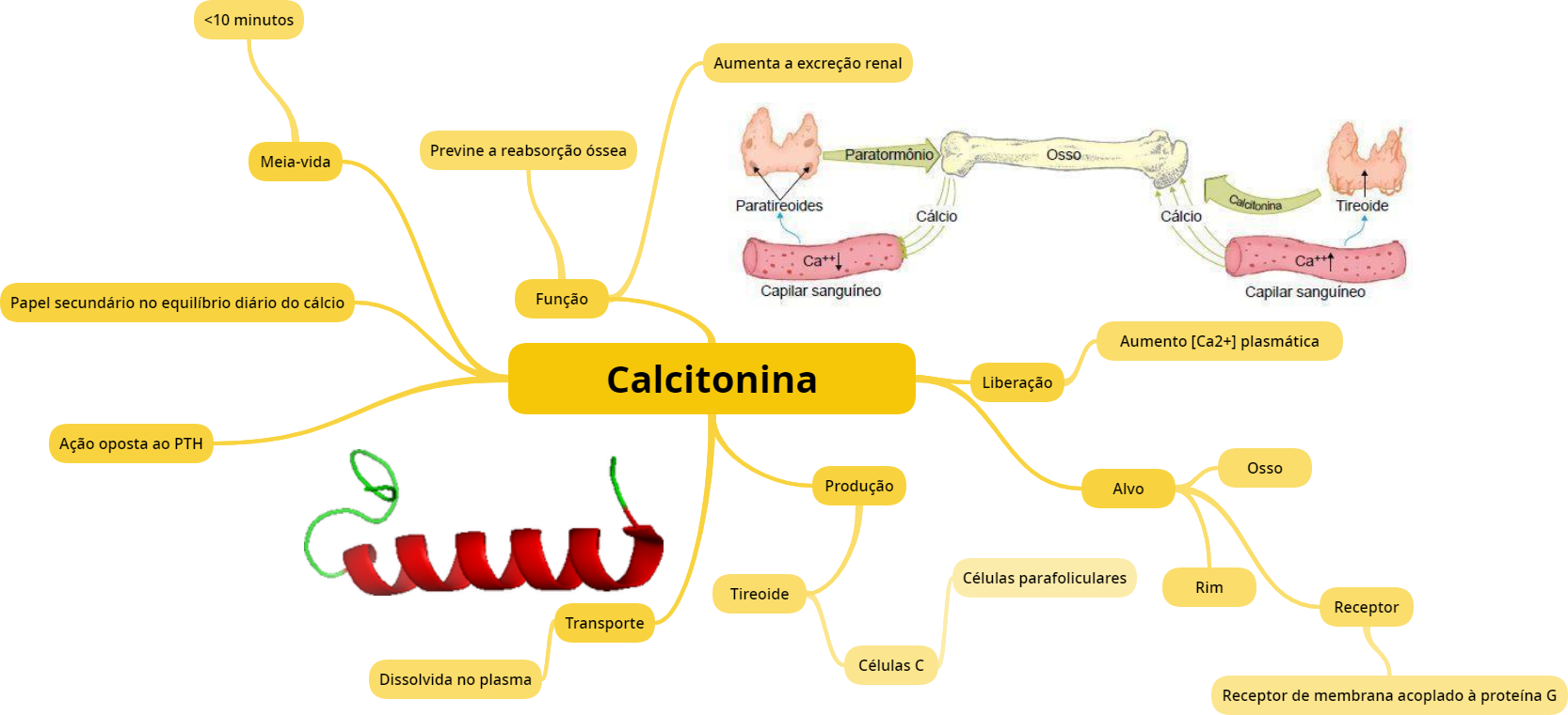 Calcitonina - Fisiologia I