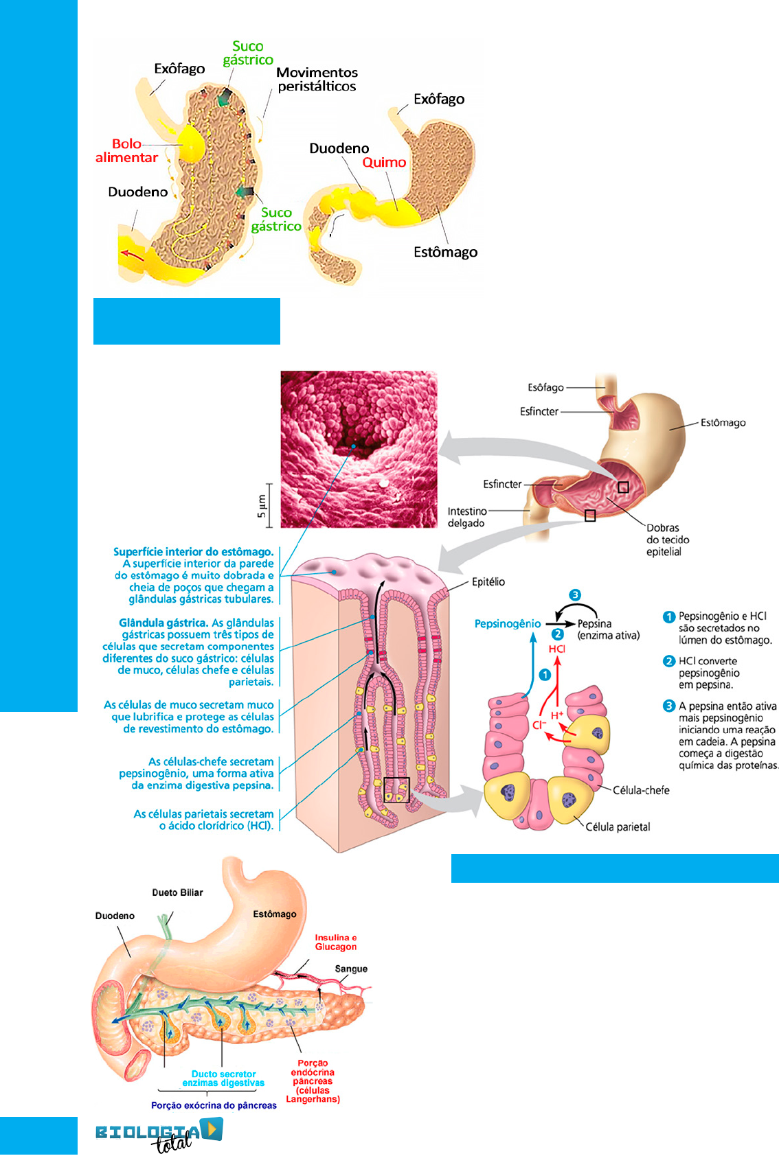 Diagrama Do Sistema Digestivo Humano Rotulado Ilustración De Parte De