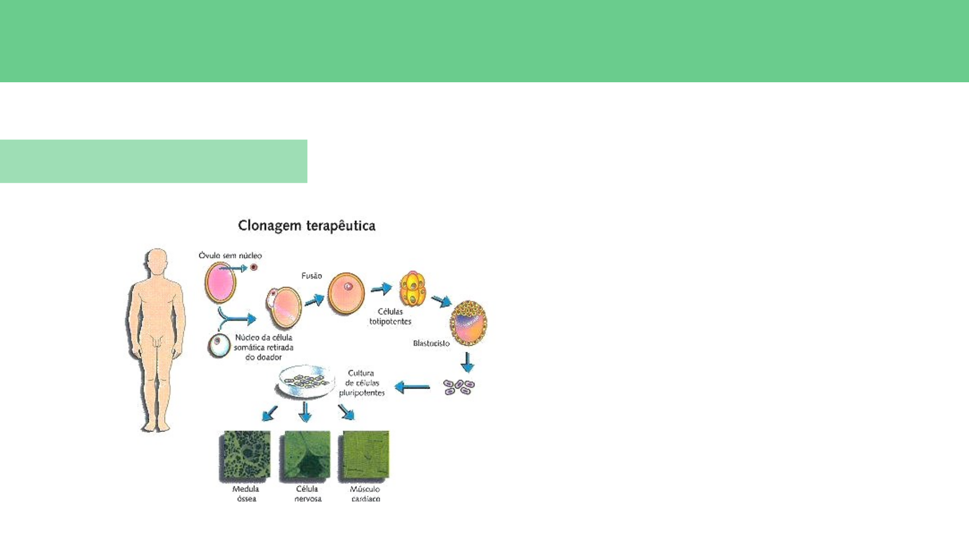Processo De Clonagem Humana