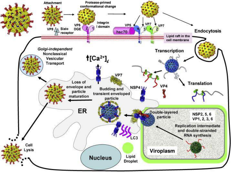 ROTAVIRUS - Virologia