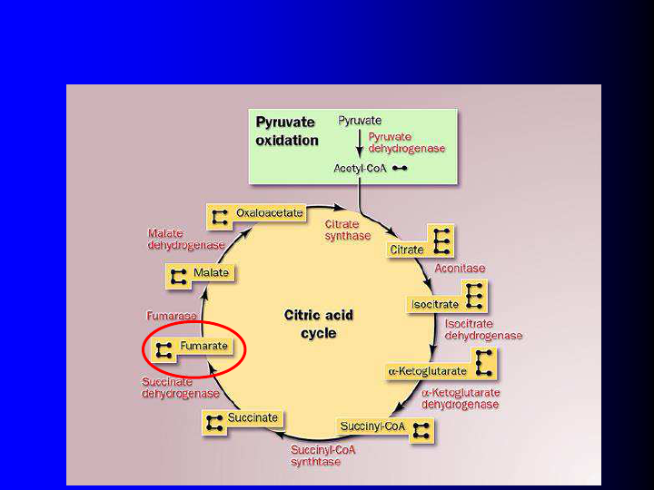 Ciclo Da Ureia Acido Orotico