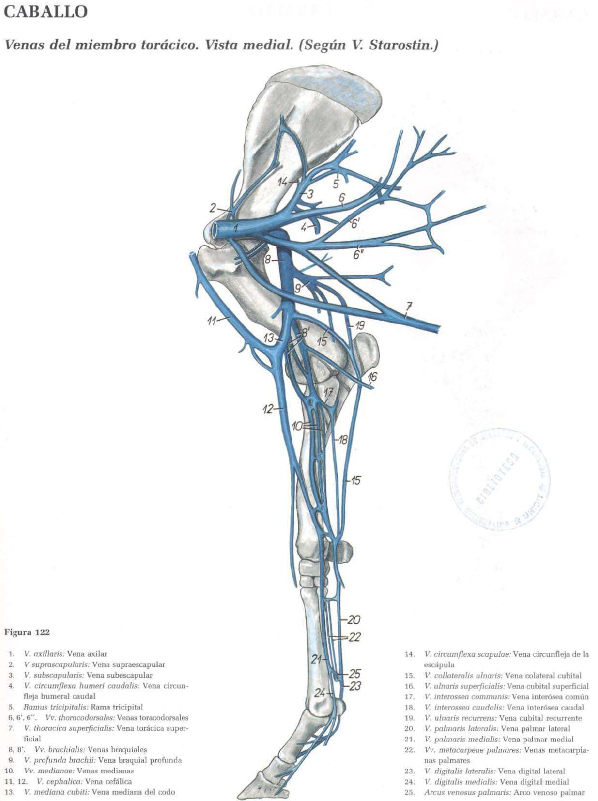 Anatomia sistema locomotor equino - Anatomia Veterinária I