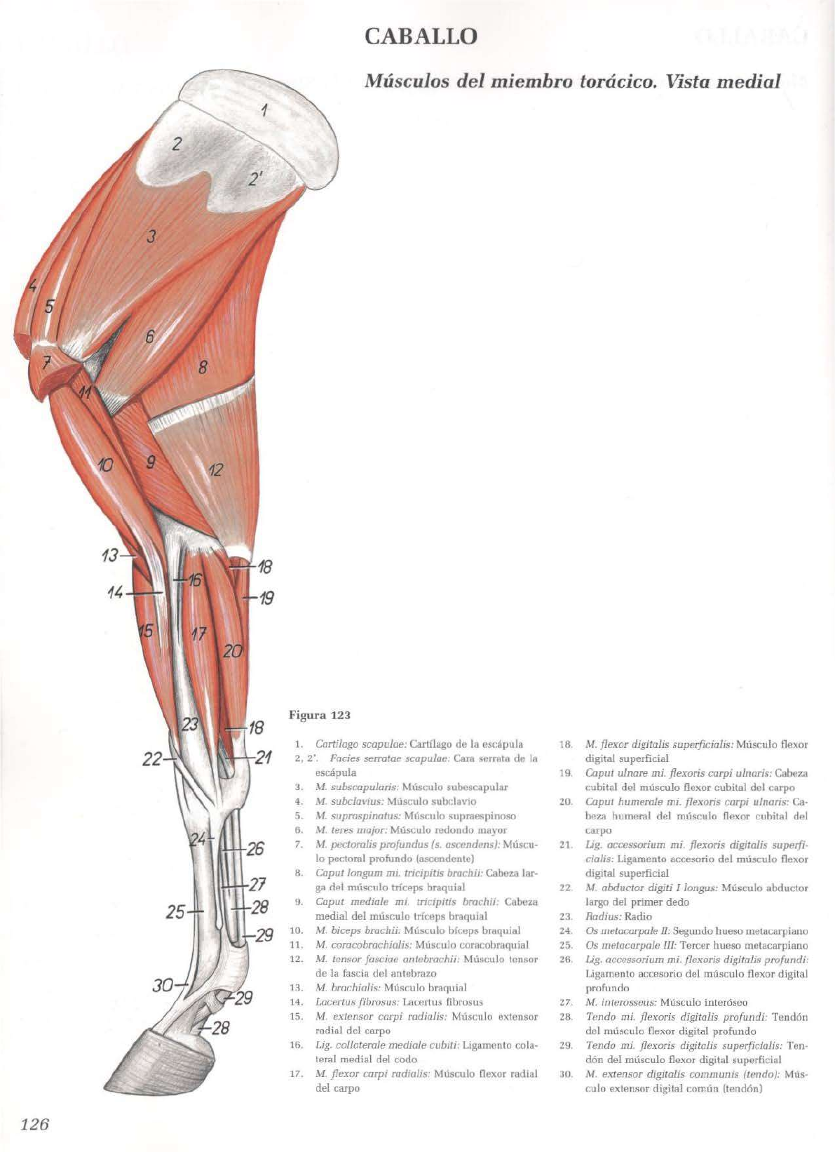Anatomia sistema locomotor equino - Anatomia Veterinária I