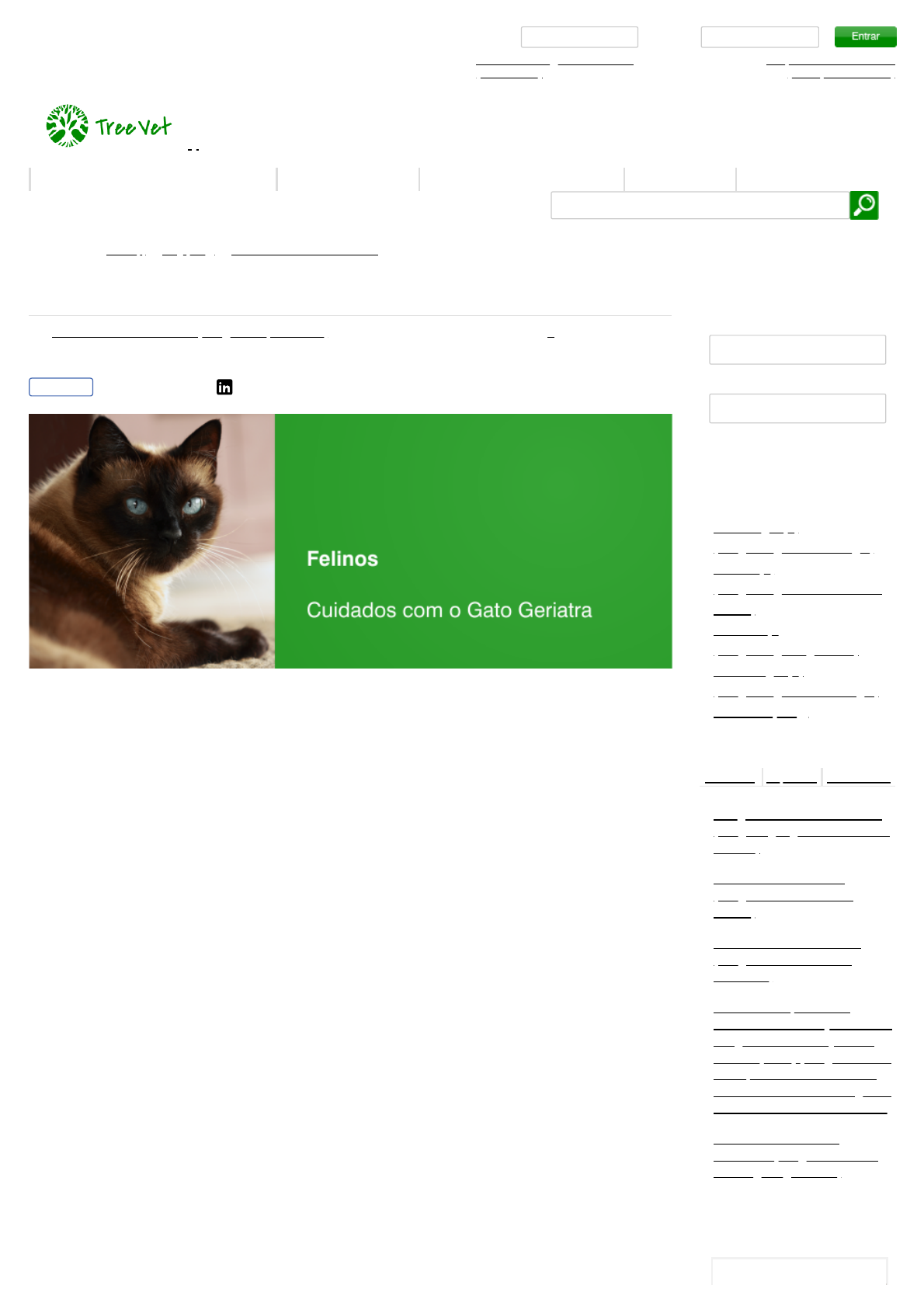 Cuidados Gato Geriátrico - Clínica Felina