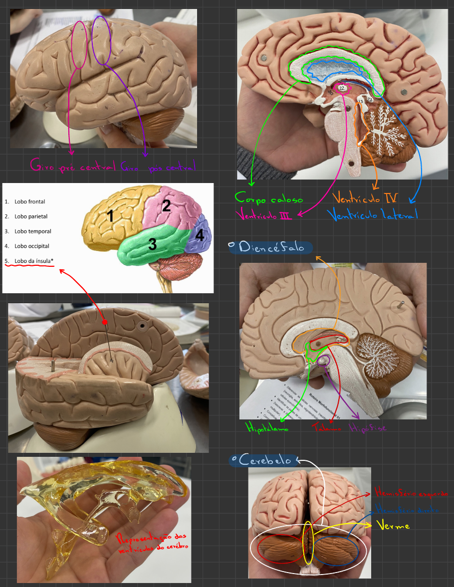 Resumo - Introducao Anatomia Sistema Nervoso Central SNC - Neuroanatomia