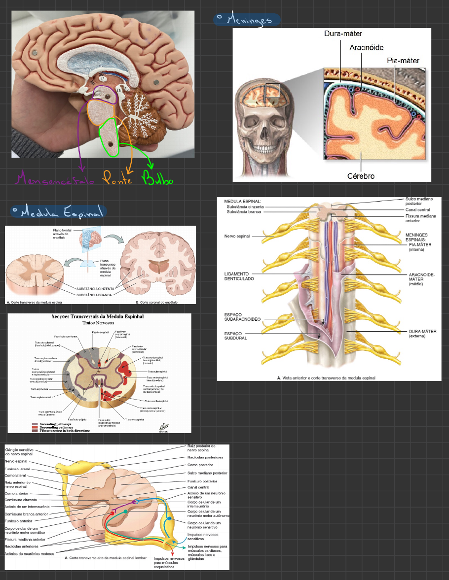 Resumo - Introducao Anatomia Sistema Nervoso Central SNC - Neuroanatomia