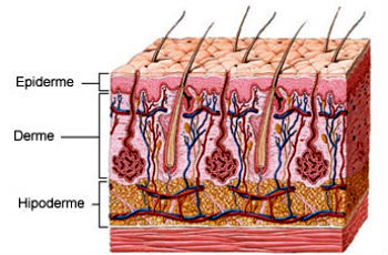 camadas da pele - Anatomia Humana I