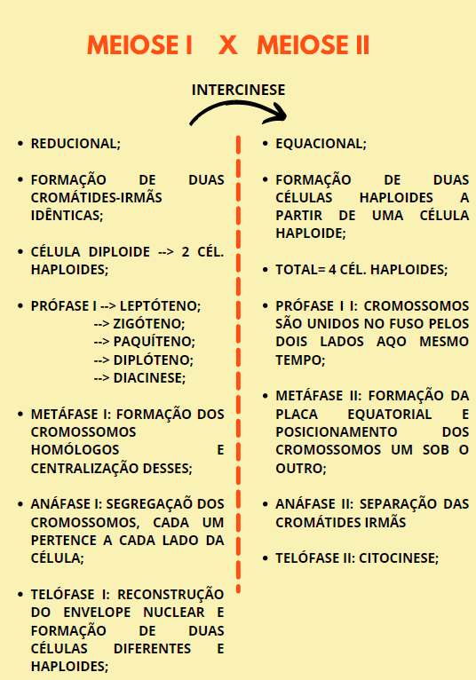 MAPA MENTAL MEIOSE I E II - Biologia Molecular