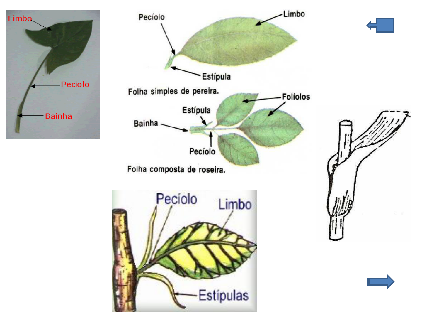 Folha Peciolada Nervura (botânica) – Wikipédia, A Enciclopédia