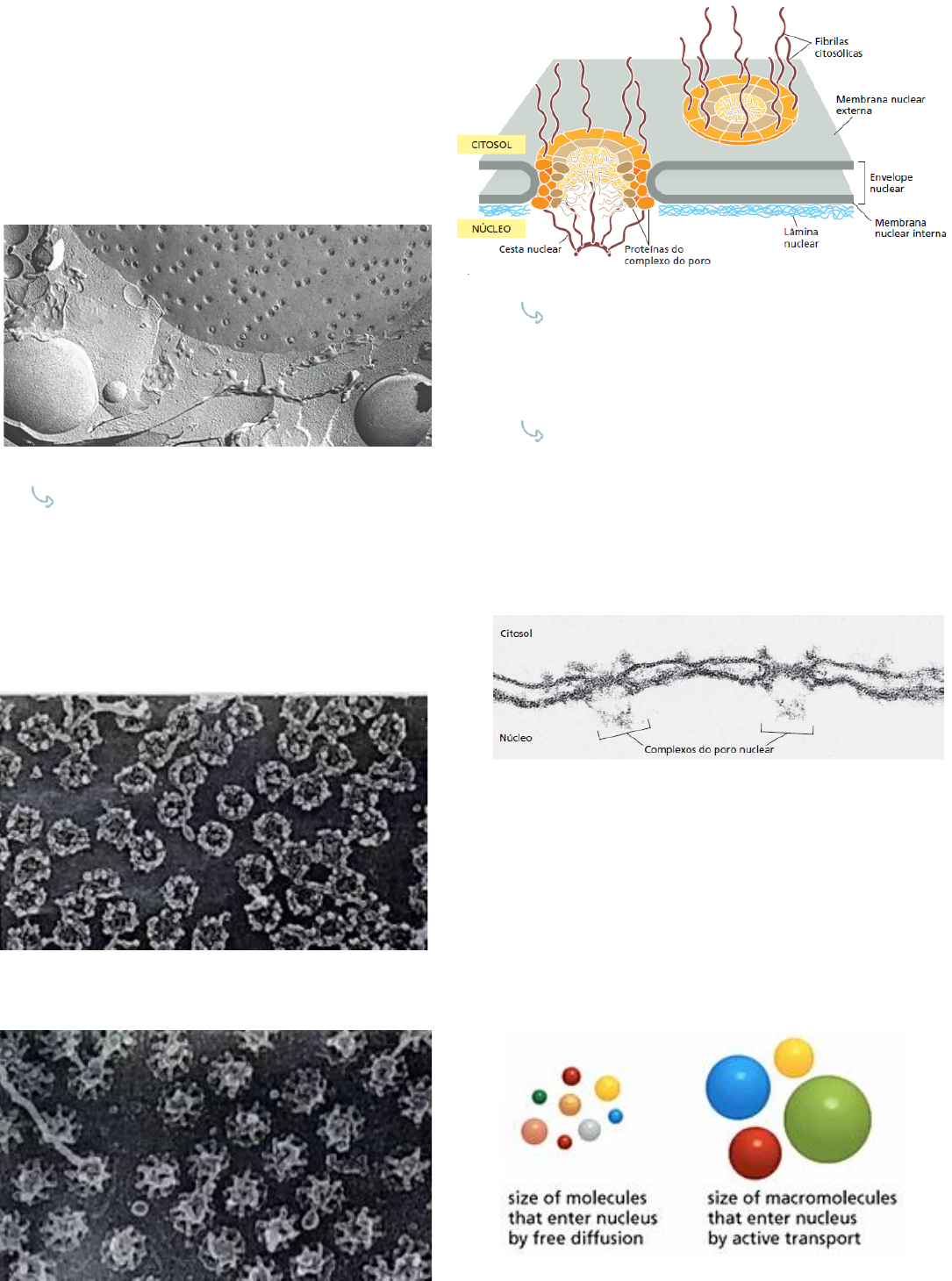 Complexo De Poros Nucleares Em Núcleo Interfásico Biologia Celular