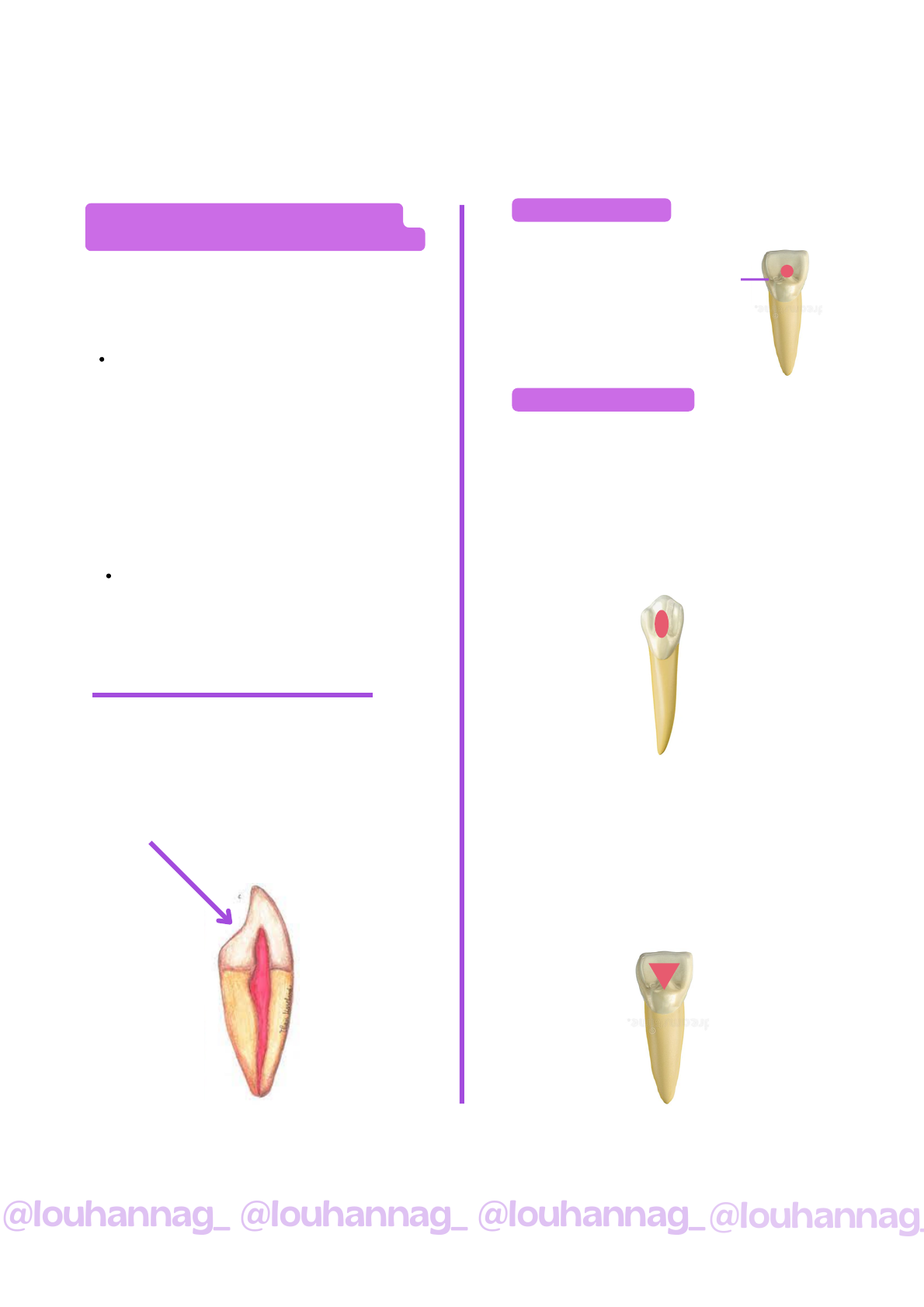 ANATOMIA PULPAR E ACESSO AO CANAL - Endodontia