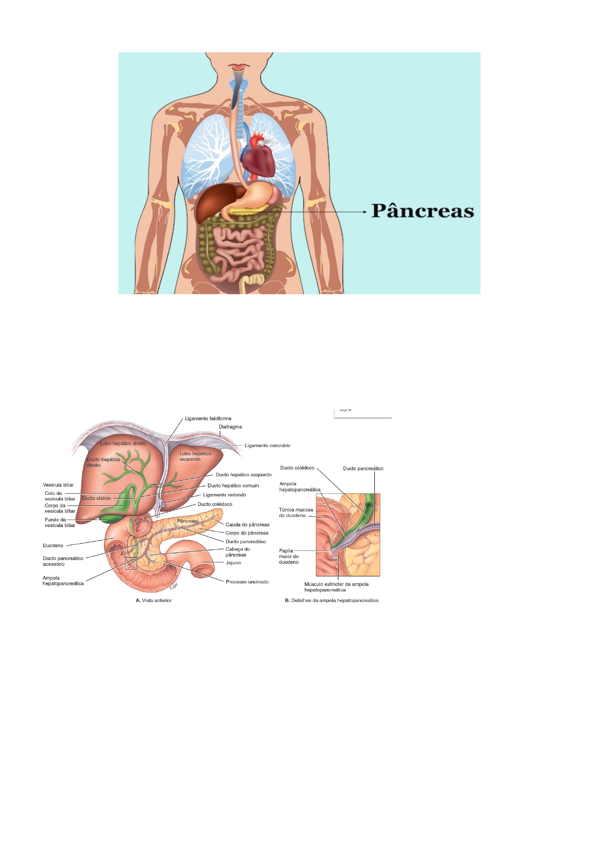 Rede De Anatomia Do Pancreas Pâncreas Anatomia, Função,