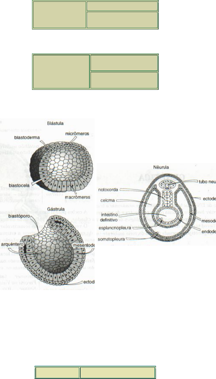 Resumo de Embriologia - Embriologia