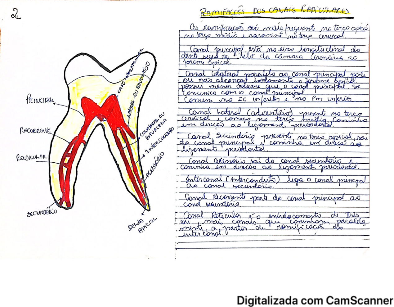 Tudo sobre a anatomia radicular e interna dos dentes – arcada superior ...