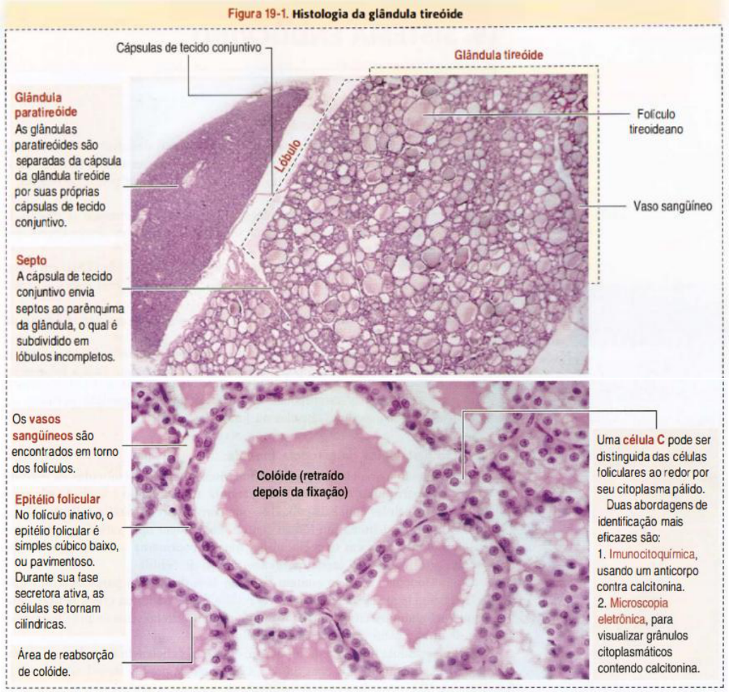 Histologia Da Glandula Tireoide