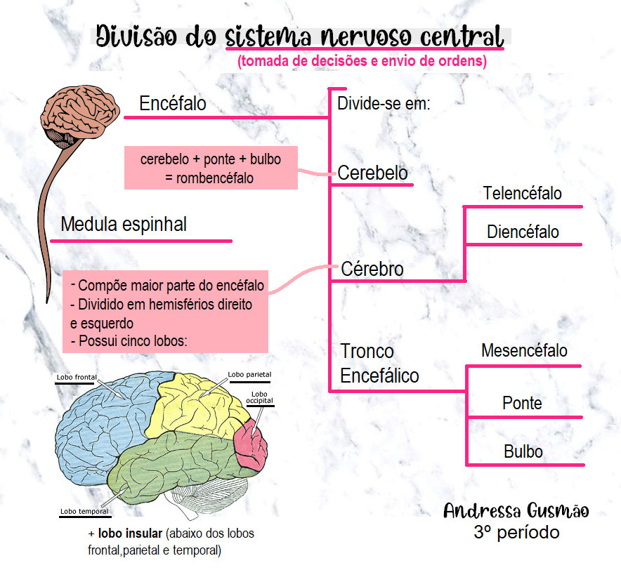 Mapa Do Sistema Nervoso Slides Sobre O Sistema Nervoso 🧠