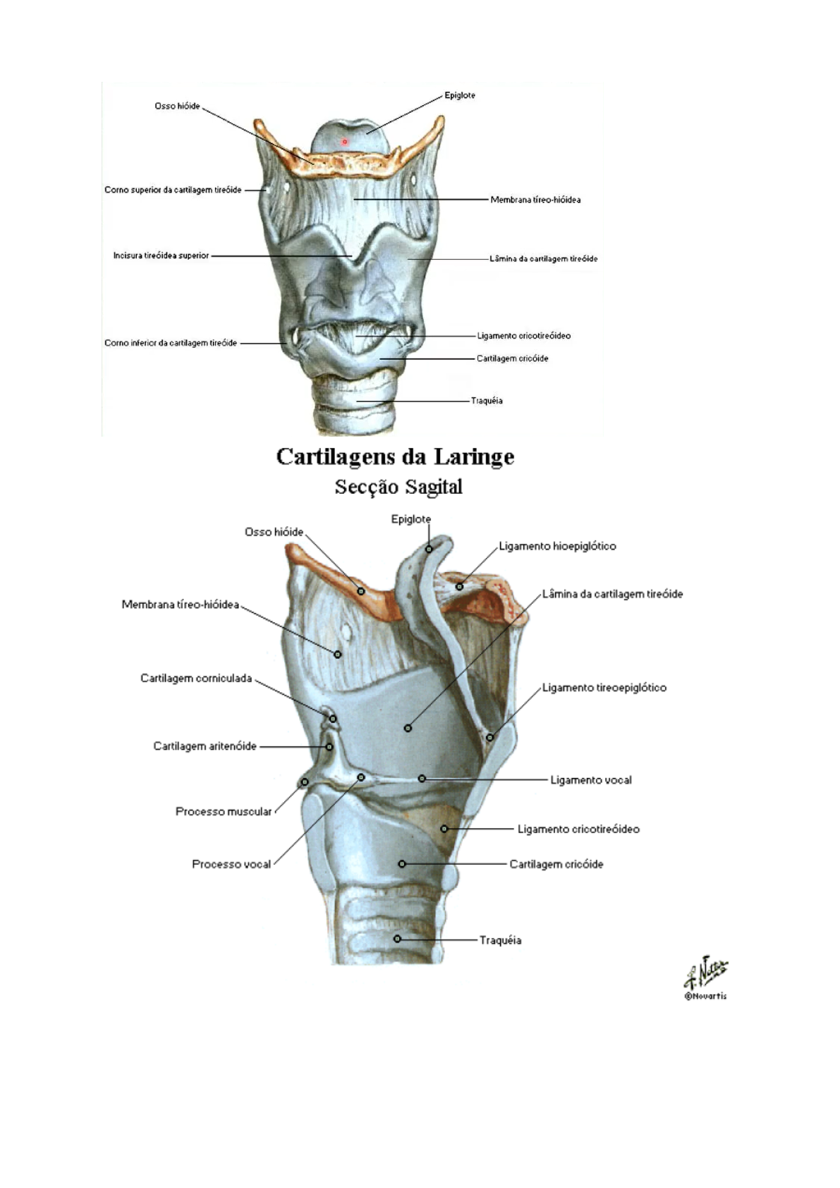Ligamentos Da Laringe Grátis: Anatomia De Faringe E Laringe
