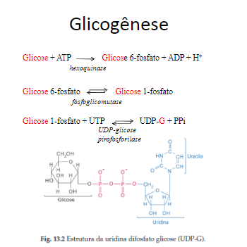 GLICOGENESE - Bioquímica I
