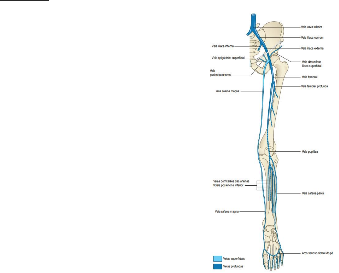 Modelo De Veia Poplitea DOENÇA ARTERIAL PERIFÉRICA Saúde Pública