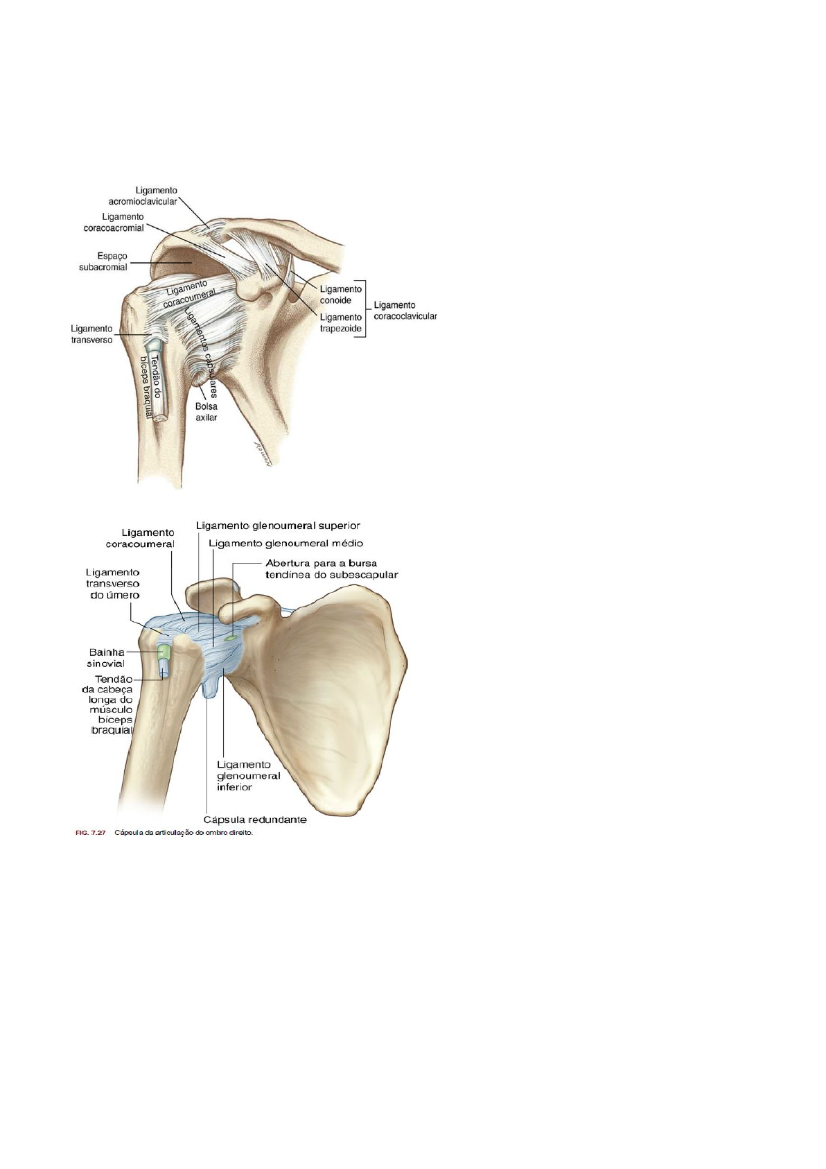 Ligamento Transverso Do Umero Luxação Acromioclavicular: Entenda