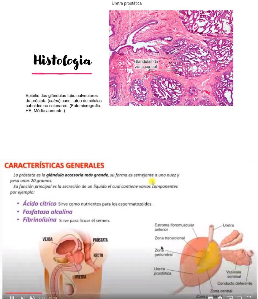Histologia Da Prostata Próstata: Anatomia E Histologia | Kenhub