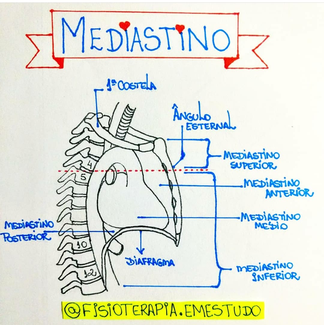 Anatomia Do Mediastino Anterior Anatomia Del Mediastino | Mariana