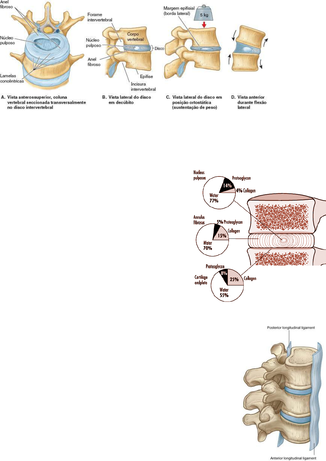 Articulações coluna - Anatomia I