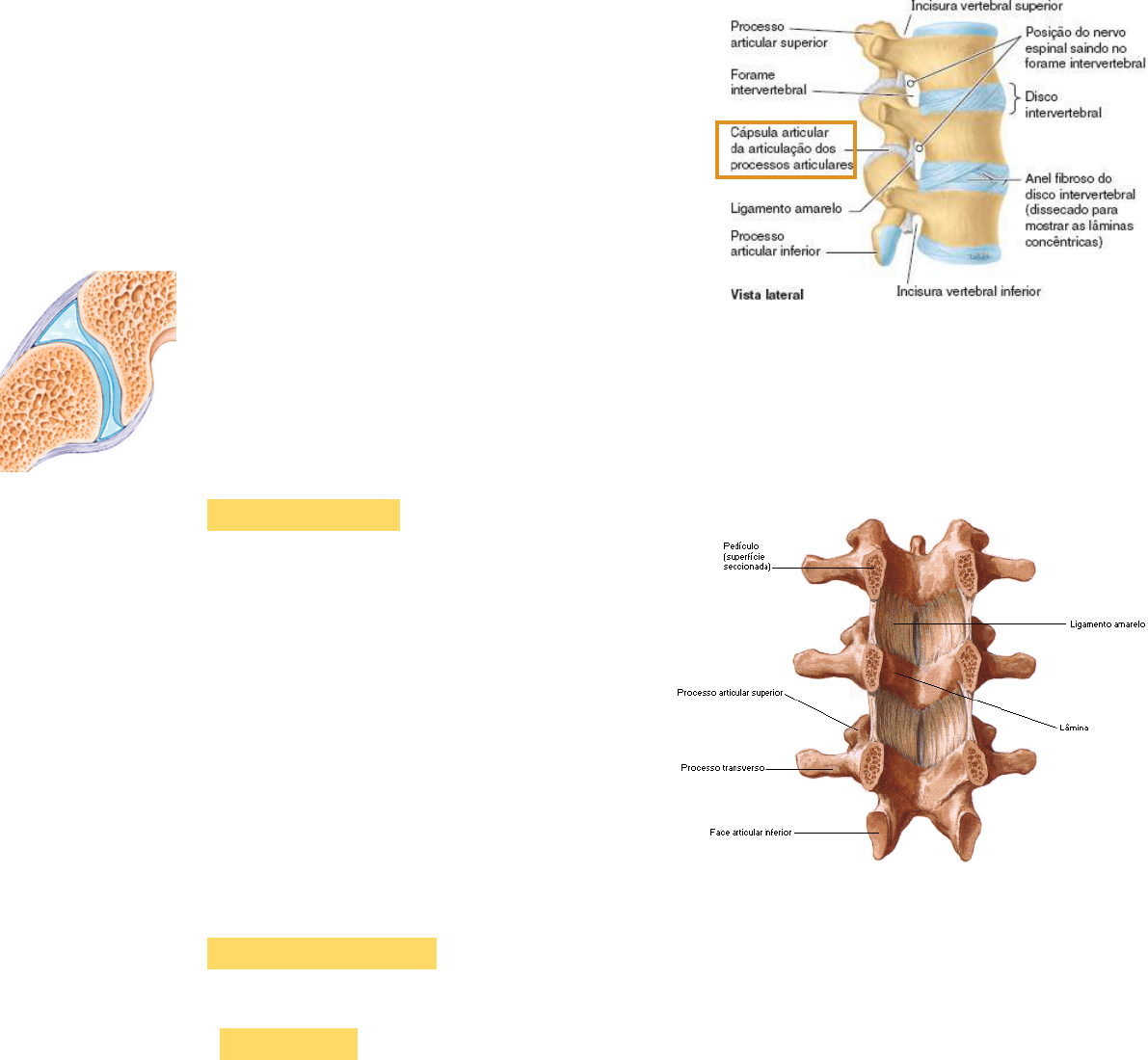 Articulações coluna - Anatomia I